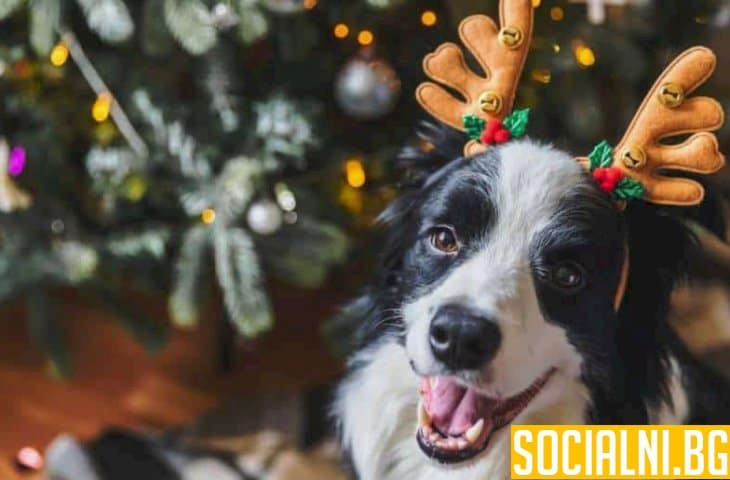 Интересни начини за празнуване на Коледа по света — Socialni.bg